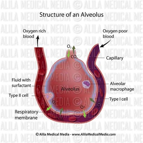 Alila Medical Media Alveoli Structure Labeled Diagram Medical Illustration