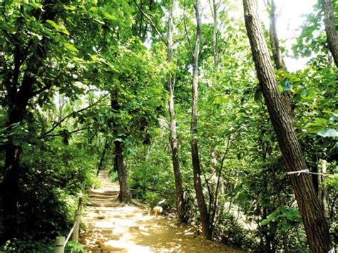 [아하 이 식물] 도토리부터 땔감까지… 진짜 아낌없이 주는 나무 프리미엄조선