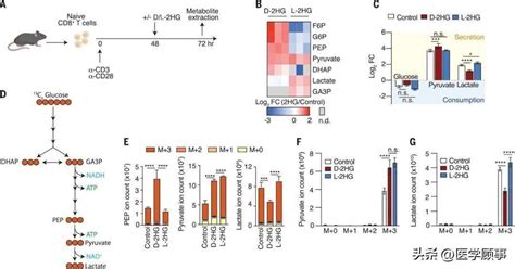 Science 致癌代谢物d 2hg通过改变t细胞代谢损害cd8 T 细胞功能 研究 影响 肿瘤