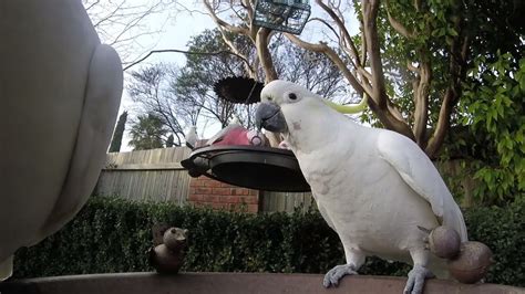 🅾🆉 🅱🅸🆁🅳🆂 Sulphur Crested Cockatoos And Pink Gulahs Backyard Birds