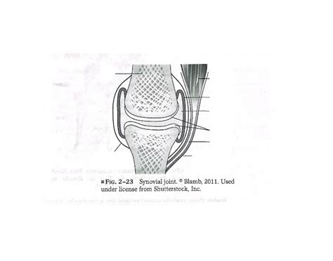 Skeletal Anatomy Synovial Joint — Printable Worksheet