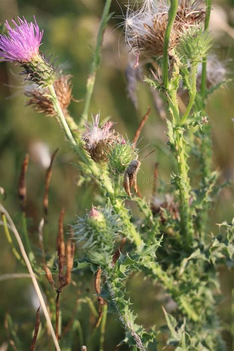 Brown Grasshopper Stock Image Image Of Thistle Brunneus 397840165