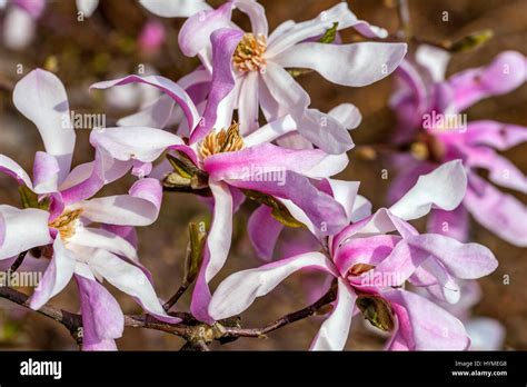 Star Magnolia stellata Rosea Stock Photo - Alamy