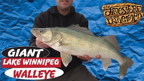 Lake Winnipeg Massive Walleye Youtube