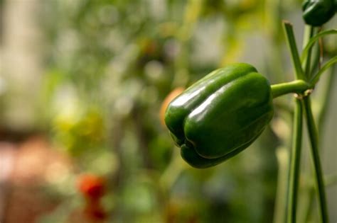 Premium Photo Ripe Green Peppers On A Bush In A Greenhouse Or Garden