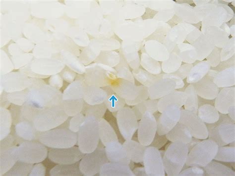お米のカビの見分け方とカビを予防する効果的な対策保存方法 有 阿部ベイコク