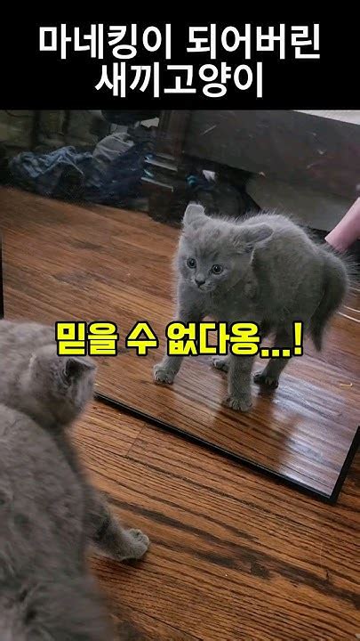 새끼고양이가 거울을 보고 깜짝 놀란 이유는 Youtube