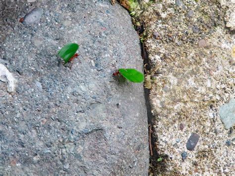 Leaf Cutter Ants Regenaxe