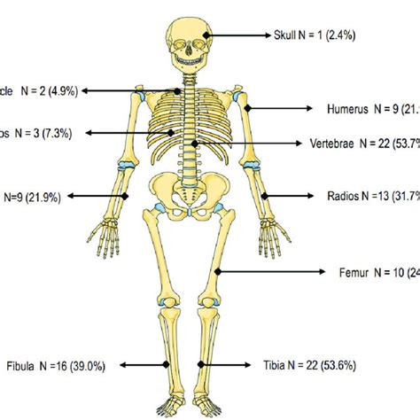 Number And Location Of Fragility Fractures In A Cohort Of 41 Adult