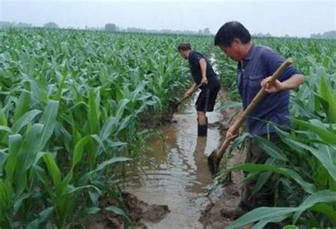 春玉米怎麼種才高產 每日頭條
