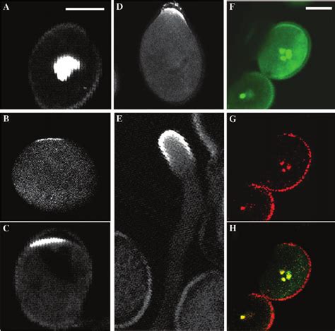 Gfp Rip1 Icr1 Localization In Arabidopsis Pollen And Pollen Tubes