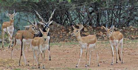 Worldwide Exotic Hunting Opportunities In Texas Texas Outdoors Journal