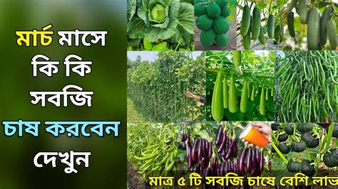 মার্চ মাসে কি কি সবজি চাষ করবেন দেখুন এই ৪ টি সবজি চাষে সবচেয়ে বেশি