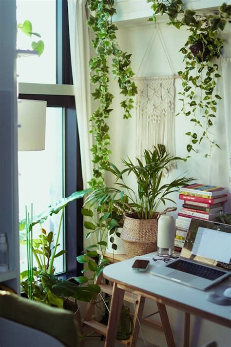 Books Desk Desk Corner Hanging Plants Plants 고요한 기술 깨끗한 공간 노트북