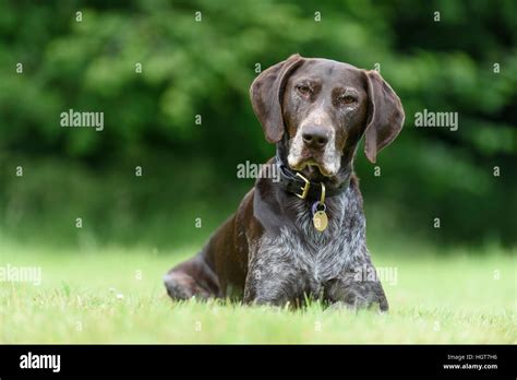 A Liver And White German Shorthaired Pointer With An Alert Expression