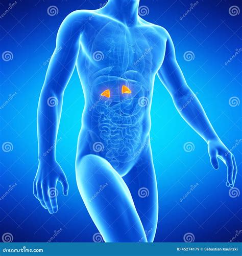 The Adrenal Glands Stock Illustration Illustration Of Biology 45274179
