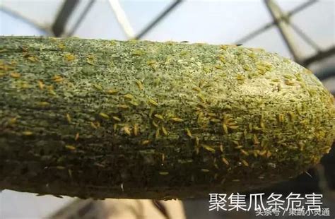 哪幾種薊馬危害最嚴重薊馬課題開講 每日頭條