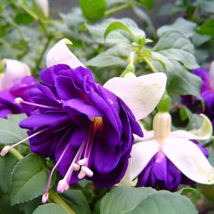 Fuchsia Pinto De Blue - Garden Express