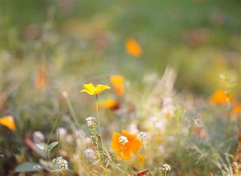 Summer Bokeh Bokeh Wild Flowers Nature
