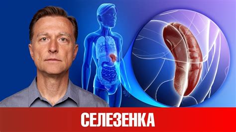 Селезенка