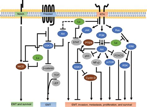 Luteolin Inhibition Of Receptor Mediated Tumor Progression Notes
