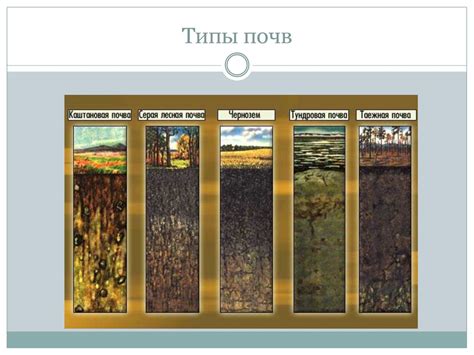 Главные типы почв России Типы и свойства почв различных природных зон презентация онлайн