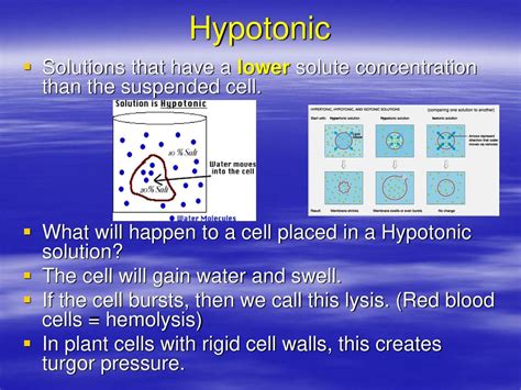 The Plasma Membrane Ppt Download