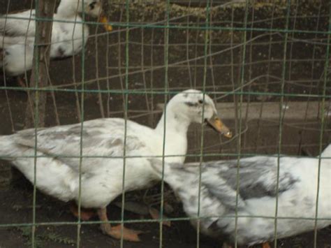 6 Ancona Duck Eggs Lavender Blue Chcocolate And Black Backyard