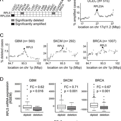 Identification Of 5 Ribosomal Protein Genes That Are Significantly