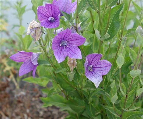 Platycodon Grandiflorus