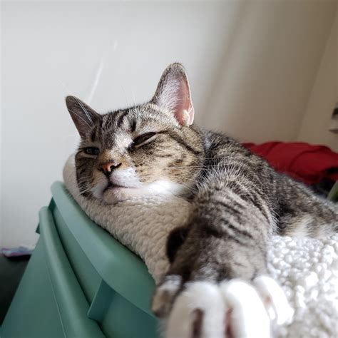 Mr Jones On This Lazy Sunday Scrolller