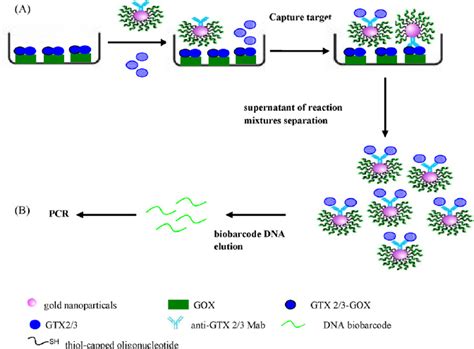The Principle Of The Immunosorbent Bio Barcode Assay A Target