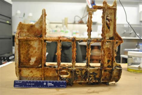 The Great Pacific Garbage Patch Is Home To A Thriving Community Of