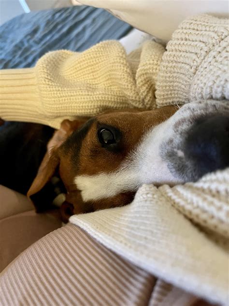 The Cozy Cuddly Love Of A Coonie R Coonhounds