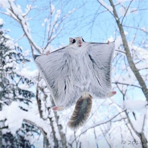 🔥 Siberian Flying Squirrel Rnatureisfuckinglit