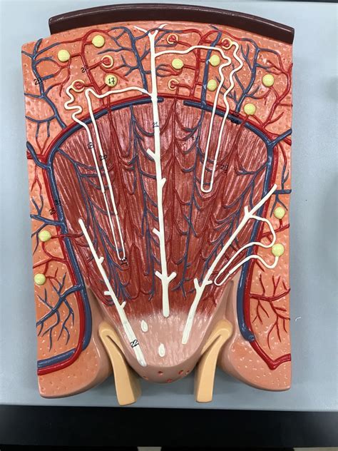 Blood Flow Through Kidney Diagram Quizlet