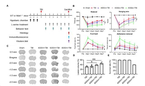 Effects Of Different Altitudes On Neurobehavioral Function Cerebral