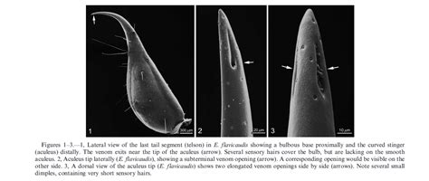 The Scorpion Files Newsblog Fine Structure Of The Stinger In Euscorpius