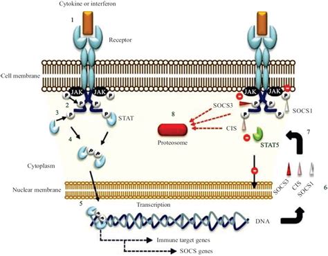 Research Advances On Suppressor Of Cytokine Signaling 3 Socs3 In