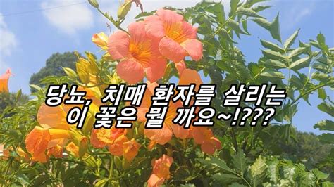 당뇨에 좋다고 꽃과 잎을 달여 먹었더니 치매 예방과 치료에 큰 도움이 되었다 Youtube