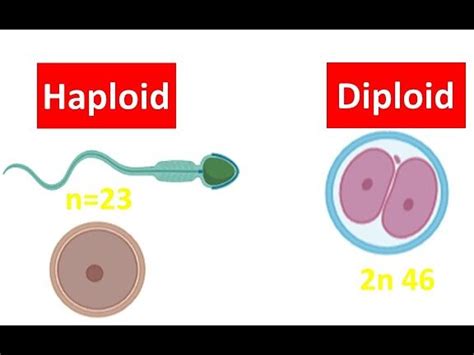 Órganos Pies La Sorprendente Conexión Entre Los Pies Y El Cuerpo