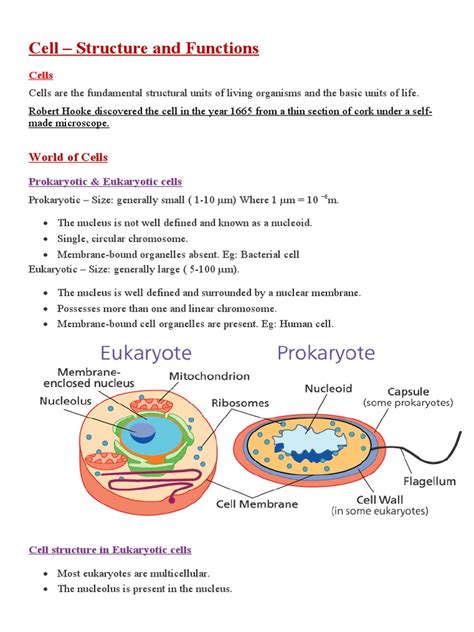 Eukaryotic Cell Structure And Function Chart