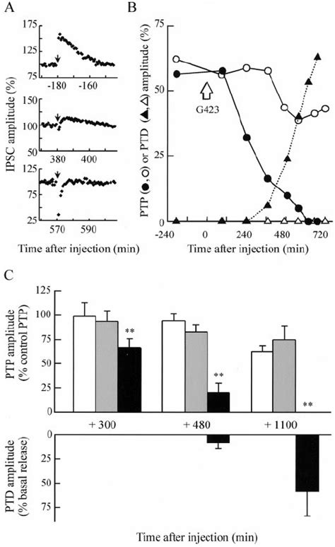 Post Tetanic Potentiation Ptp Is Depressed After Injection Of