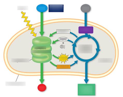 Biol 1610 Huynh Unit 2 Chloroplast Light And Dark Reactions Detailed Diagram Quizlet