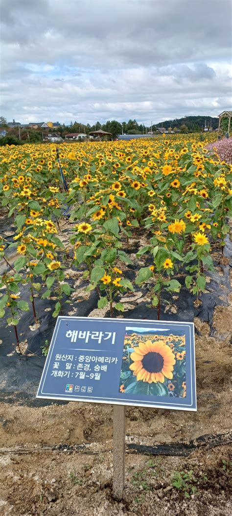 철원꽃축제 고석정꽃축제