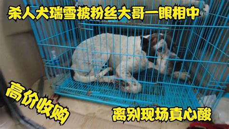 优秀种母瑞雪被粉丝大哥一眼看中，即将去往新家，离别场面真心酸 Youtube
