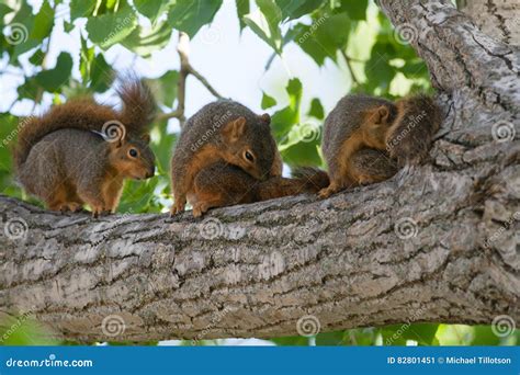 Squirrels And Trees Symbiotic Relationship At Randy Eubanks Blog