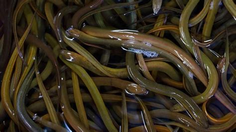 Cara Ternak Belut Mudah Dan Menguntungkan Panduan Lengkap Rekreartive