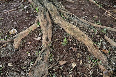 Premium Photo High Angle View Of Tree Roots