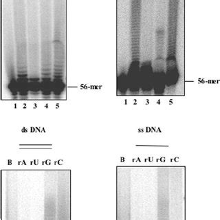 Sso DNA Primase Has 3 0 Terminal Nucleotidyl Transferase Activity